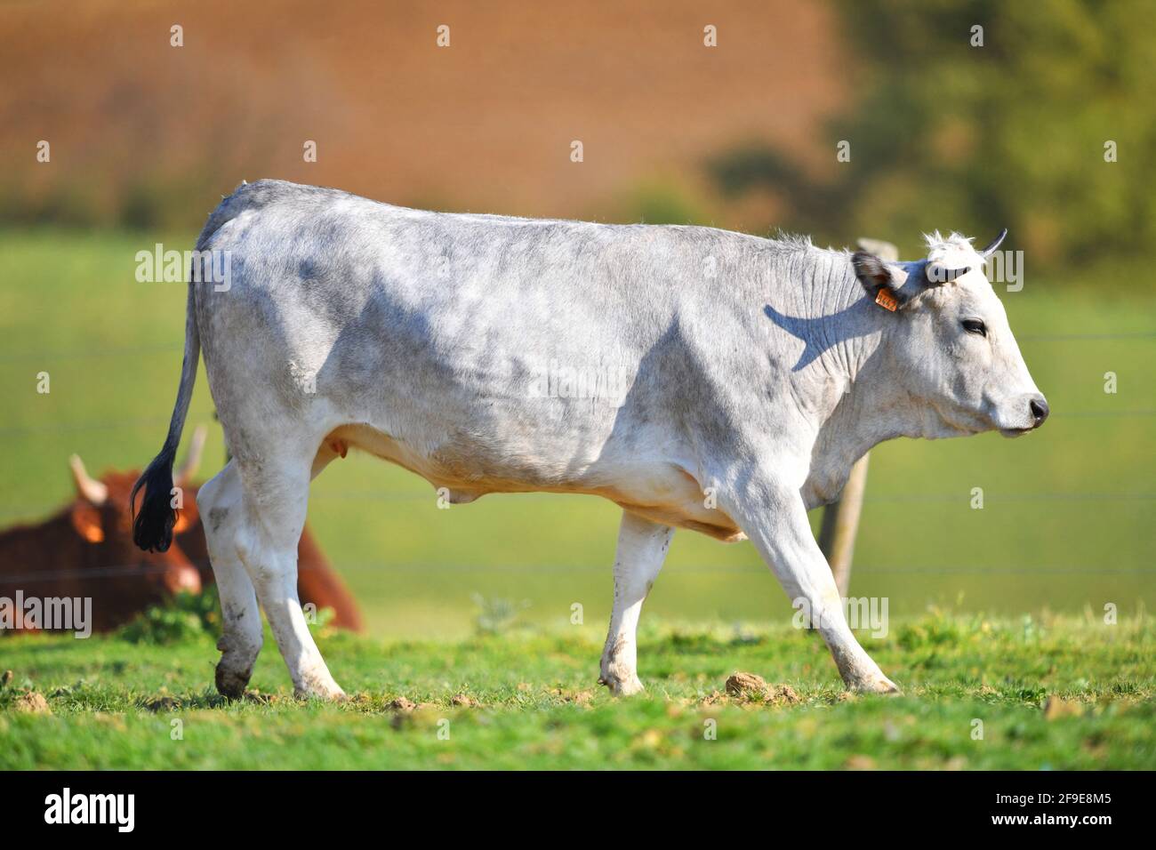 Vache gascon hi-res stock photography and images - Alamy