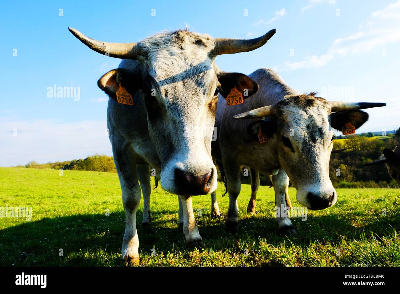 Vache gascon hi-res stock photography and images - Alamy