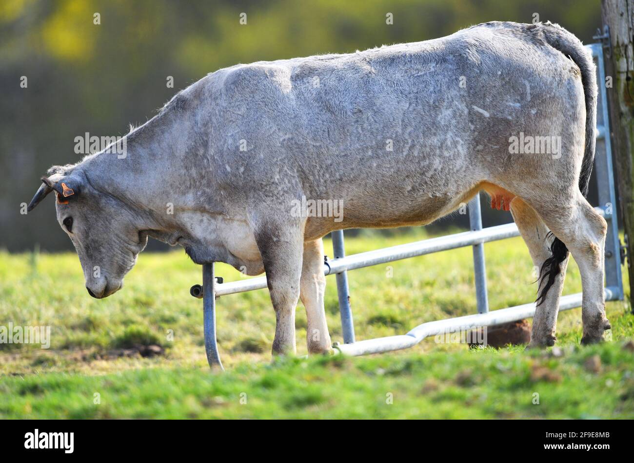 Gascon Cow , cattle, in an organic farm in Pyrenees South France, Aude ...