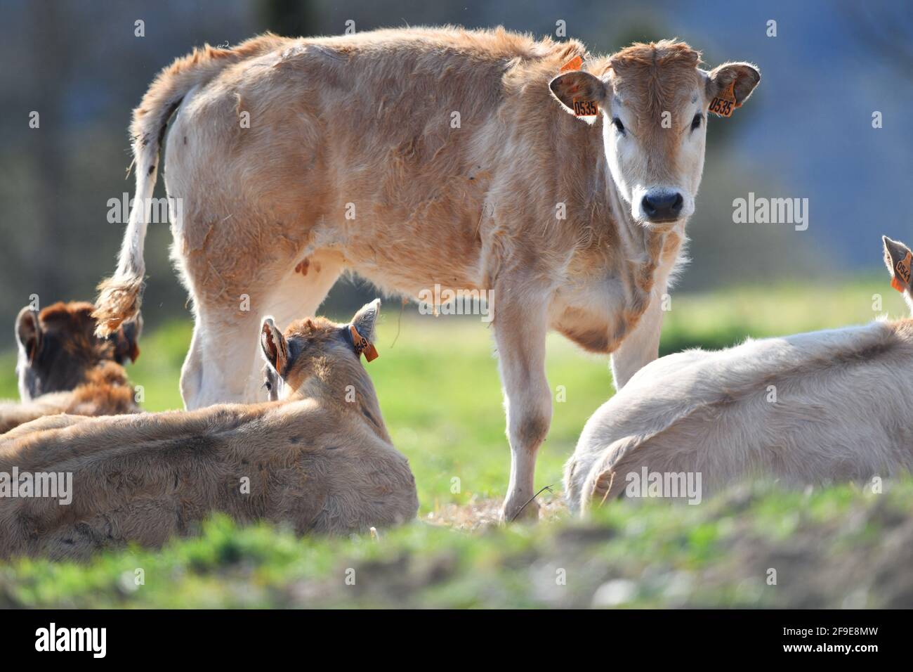 Gascon Cow , cattle, in an organic farm in Pyrenees South France, Aude ...