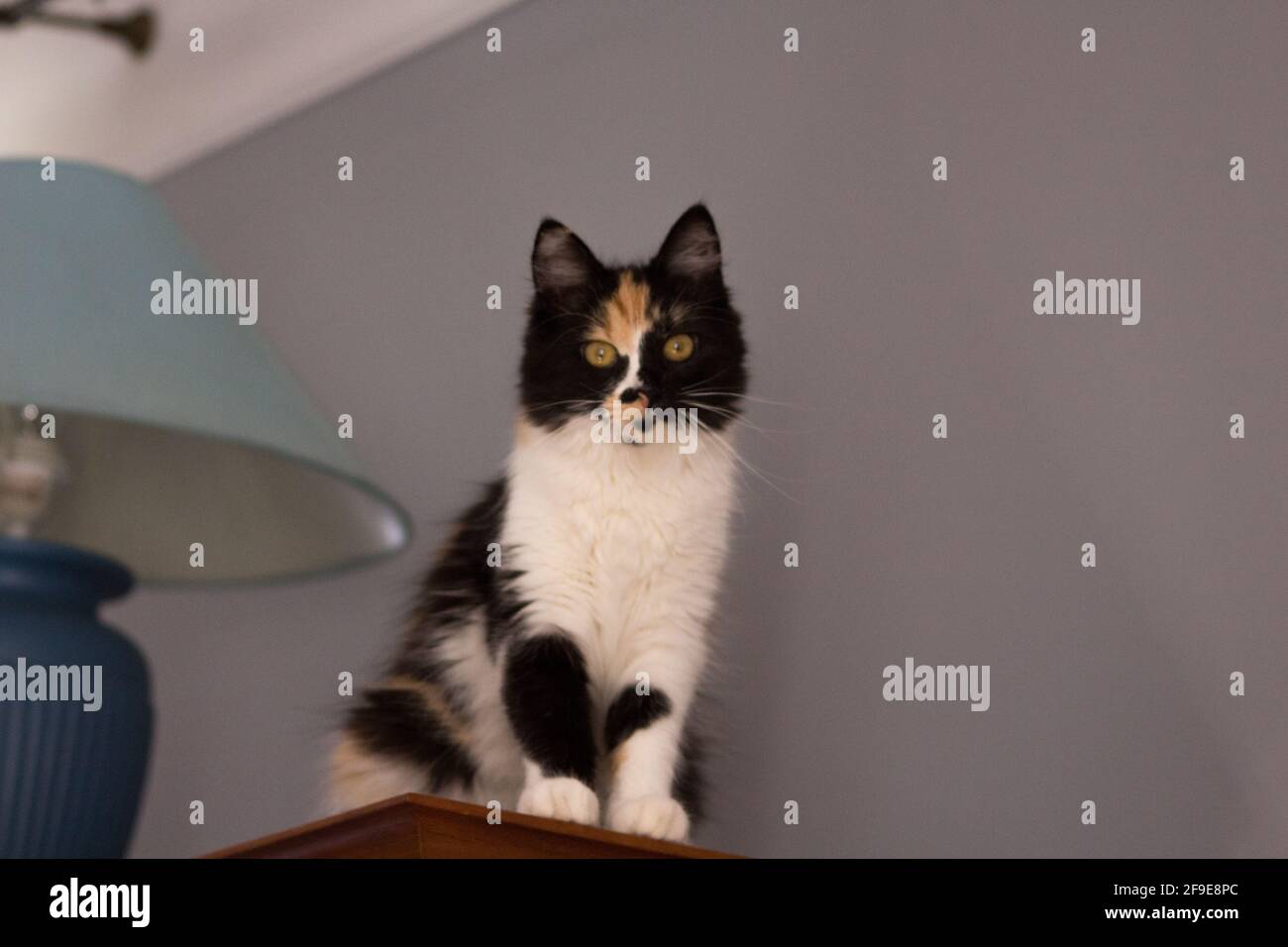 Sweet cat, tortoiseshell and white cat. Female lapjeskat. Calico cat ...