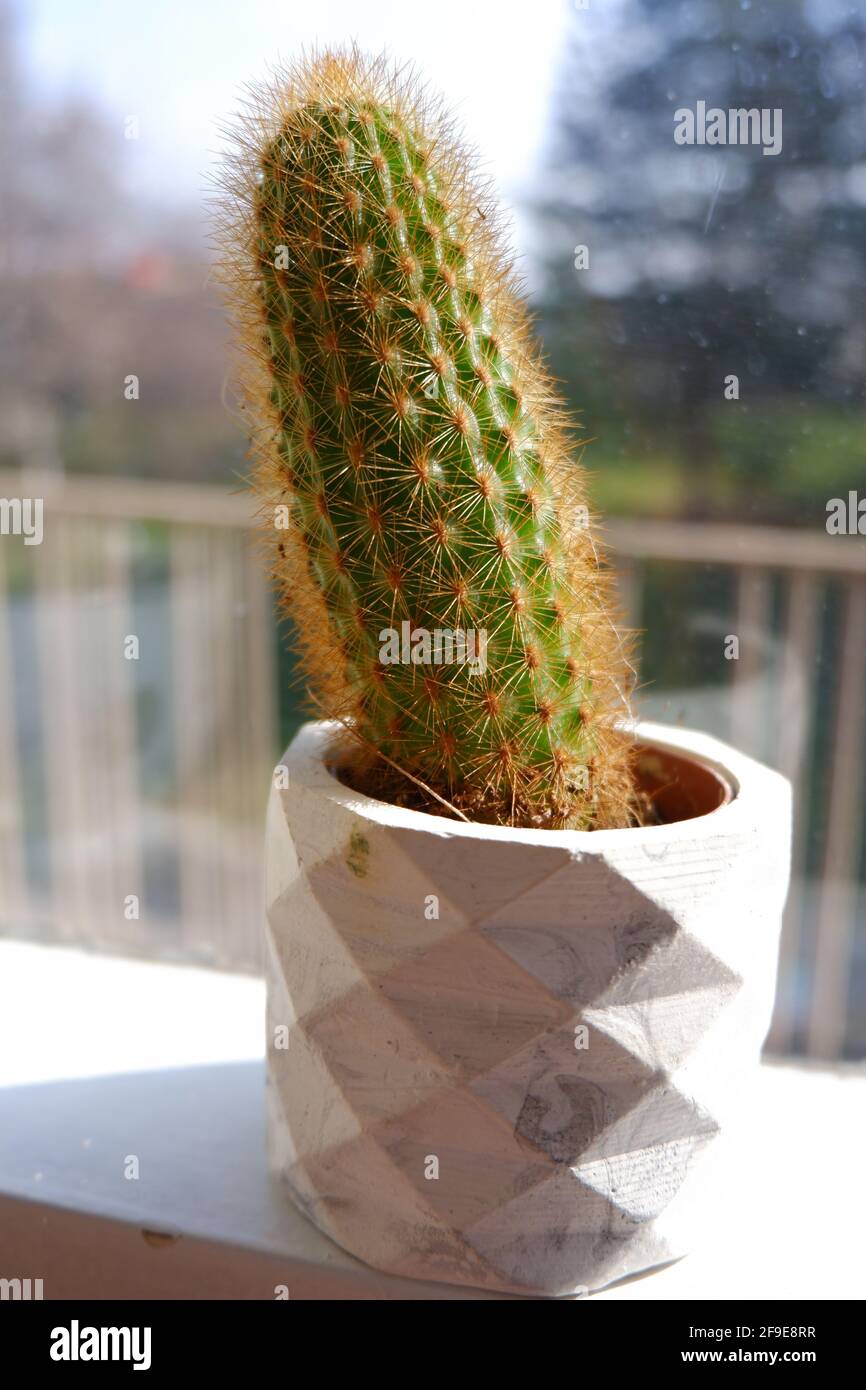 Tall cactus hi-res stock photography and images - Alamy