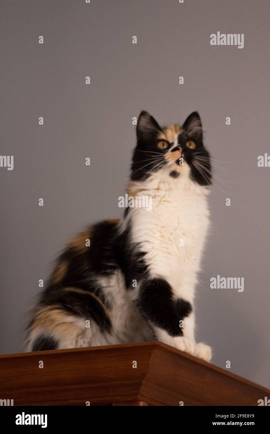 Sweet cat, tortoiseshell and white cat. Female lapjeskat. Calico cat ...