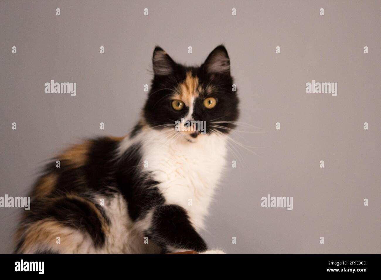Sweet cat, tortoiseshell and white cat. Female lapjeskat. Calico cat ...