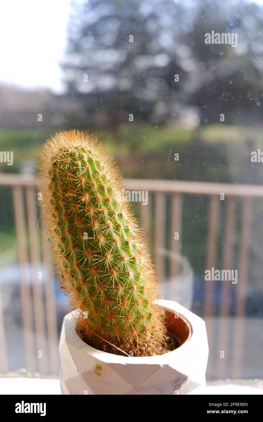Vertically Growing small Cactus Indoor in front of a window with ...