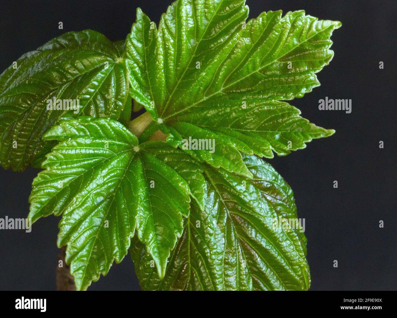 Sycamore leaves aceraceae hi-res stock photography and images - Alamy