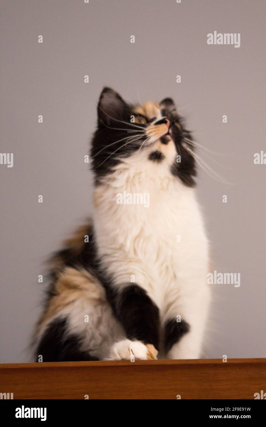 Sweet cat, tortoiseshell and white cat. Female lapjeskat. Calico cat ...