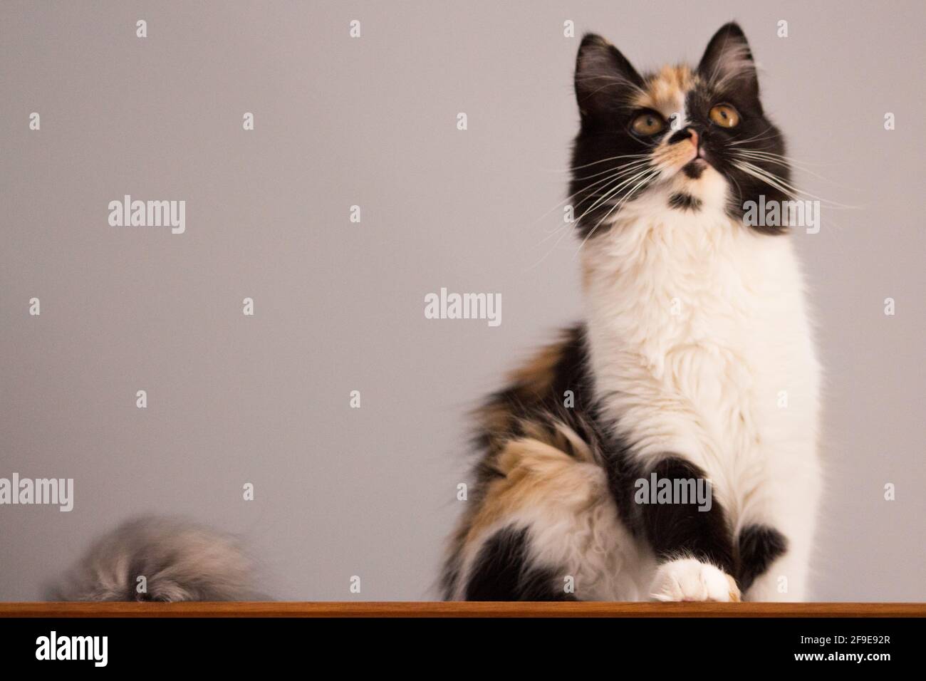 Sweet cat, tortoiseshell and white cat. Female lapjeskat. Calico cat ...