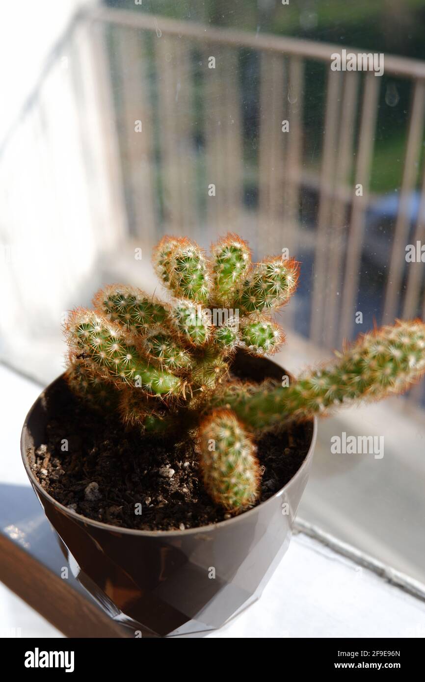 Cactus Indoor in front of a window with sunlight Stock Photo - Alamy