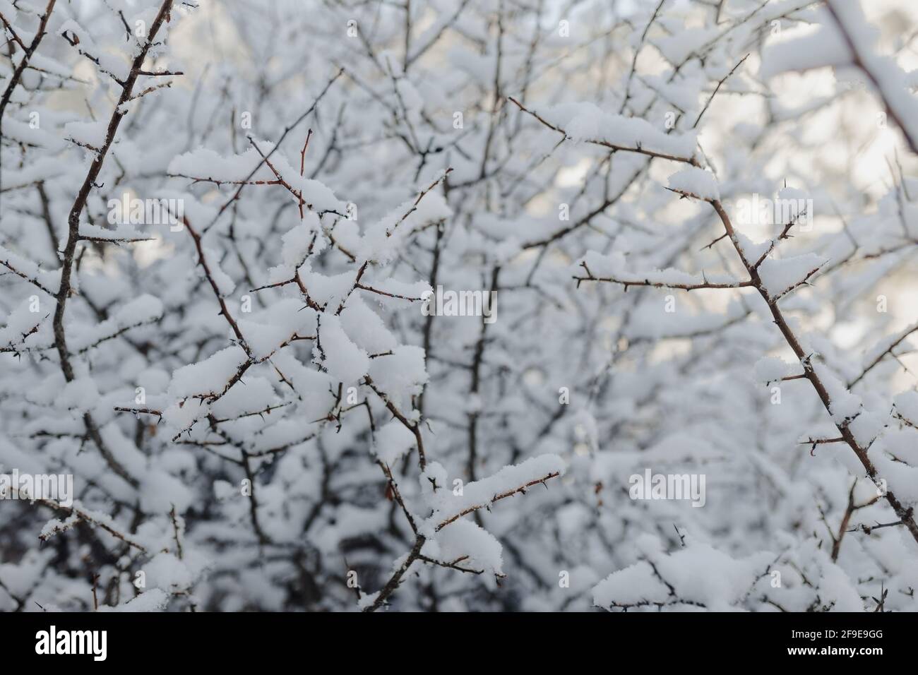 Scenic view of wavy tree twigs with fluffy snow growing in woods in ...