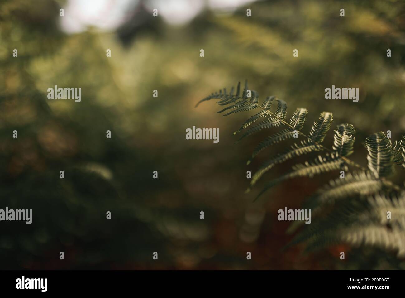 Green leaves of fern plant growing in shadow in forest on sunny day ...