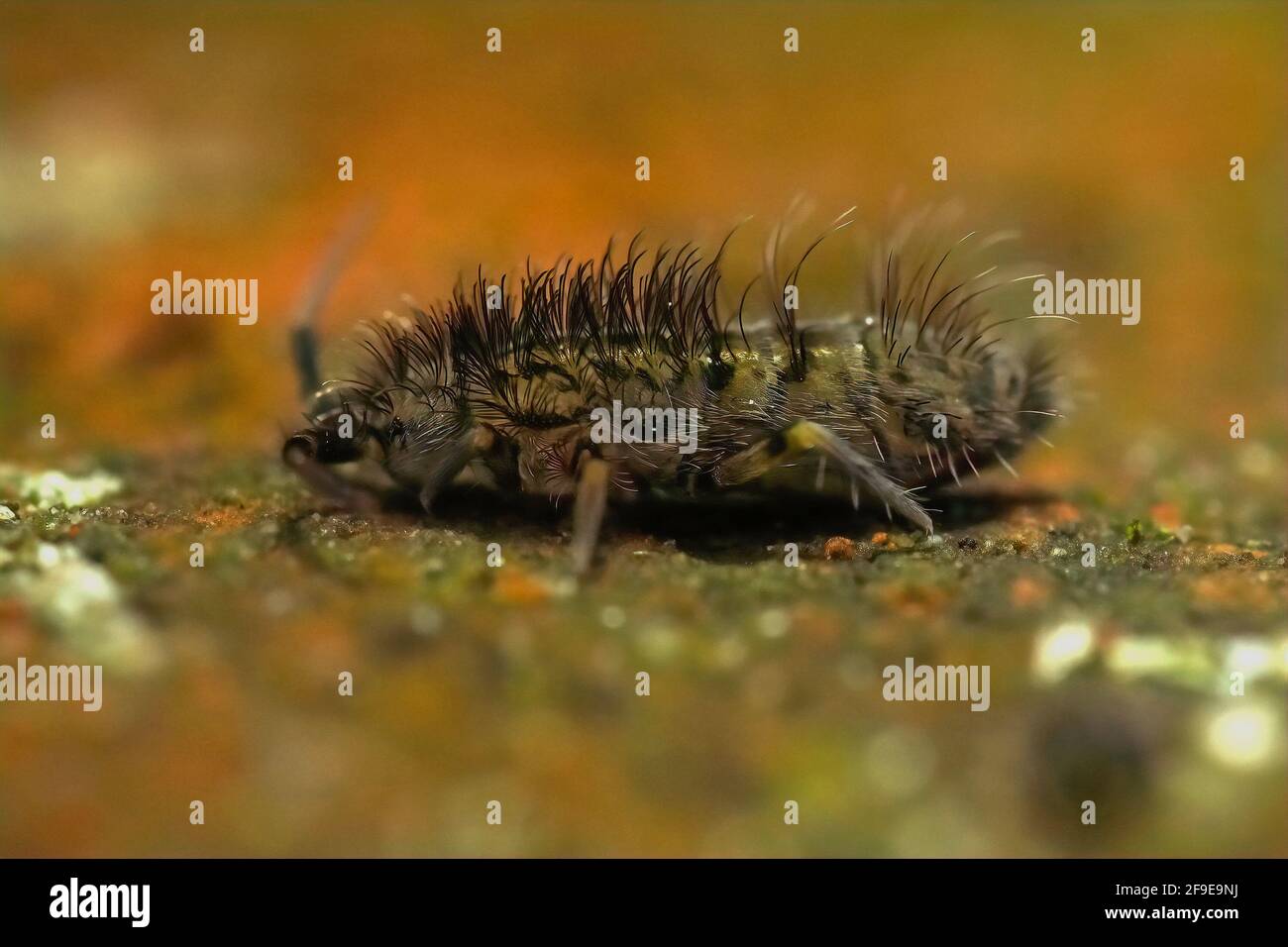 Slender springtail hi-res stock photography and images - Alamy