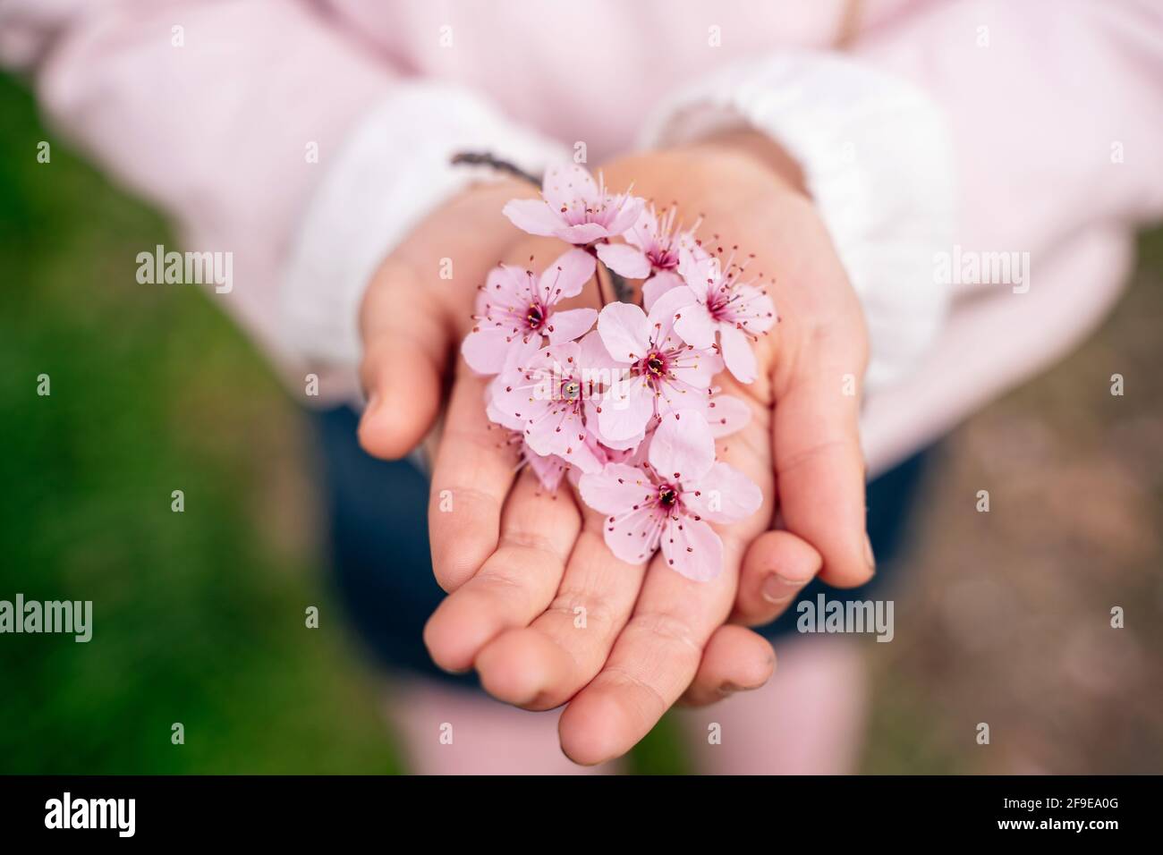 Botanic angiosperms hi-res stock photography and images - Alamy