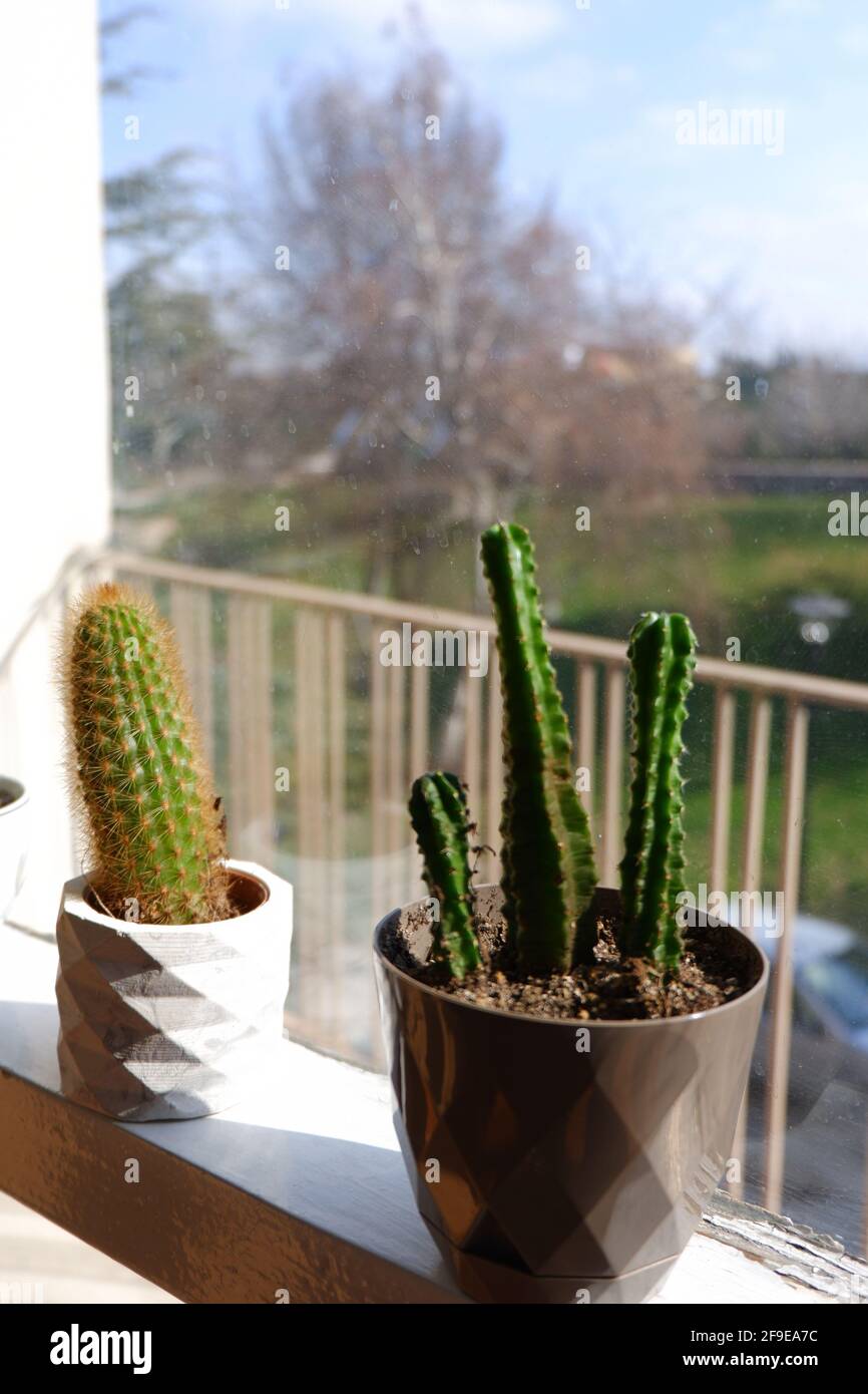 Succulent Cactus Indoor in front of a window with sunlight Stock Photo ...