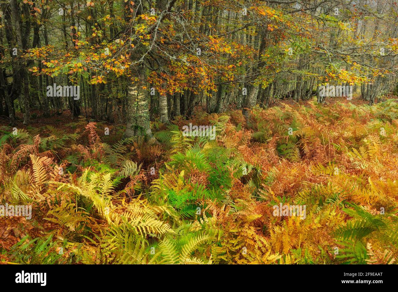 Scenic view of green and yellow ferns growing in lawn in autumn ...
