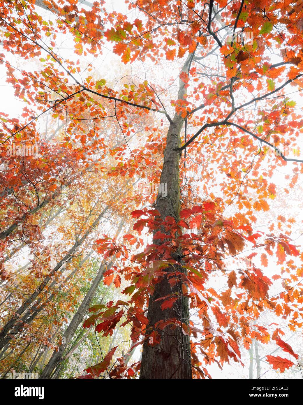 Tall oak tree hi-res stock photography and images - Alamy