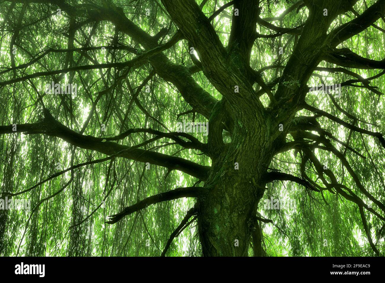 From below old willow tree in forest during spring day Stock Photo - Alamy