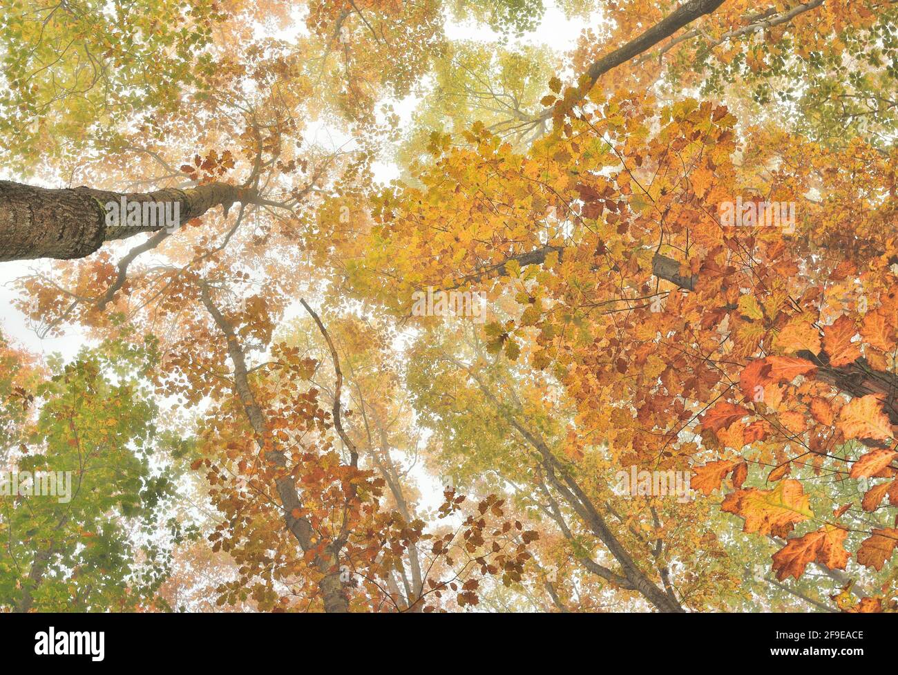 From below of tall oak tree with colorful leaves growing in woods in ...