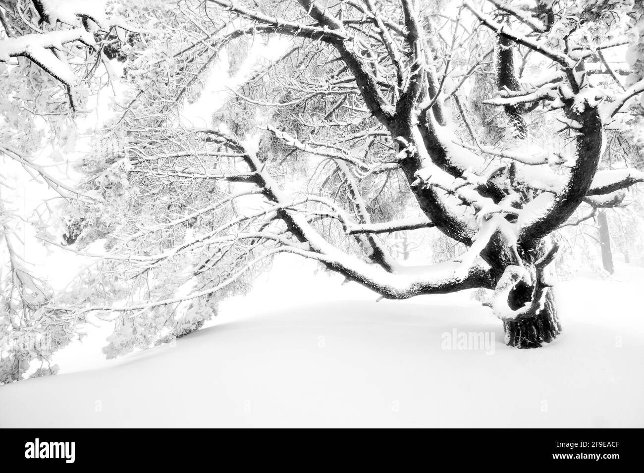Amazing scenery of leafless tree growing in snowy woods at daytime in ...