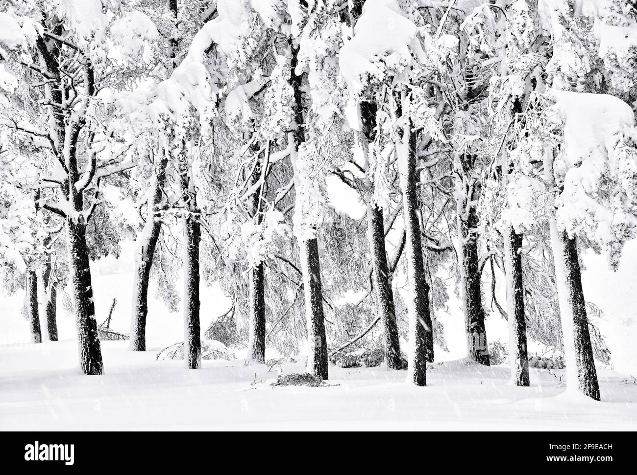 Amazing scenery of tree in snowy woods at daytime in winter Stock Photo ...