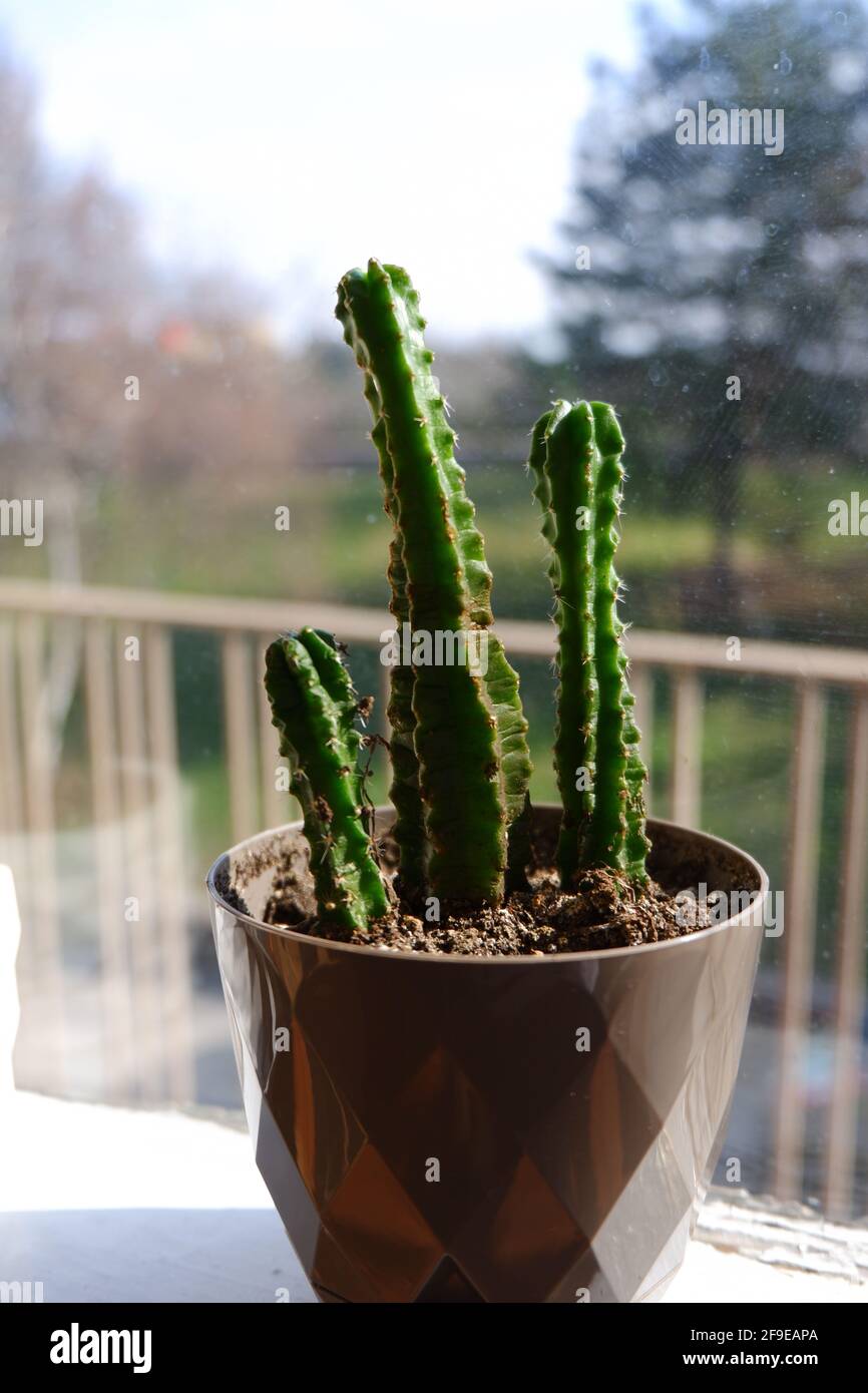 Succulent Cactus Indoor in front of a window with sunlight Stock Photo ...