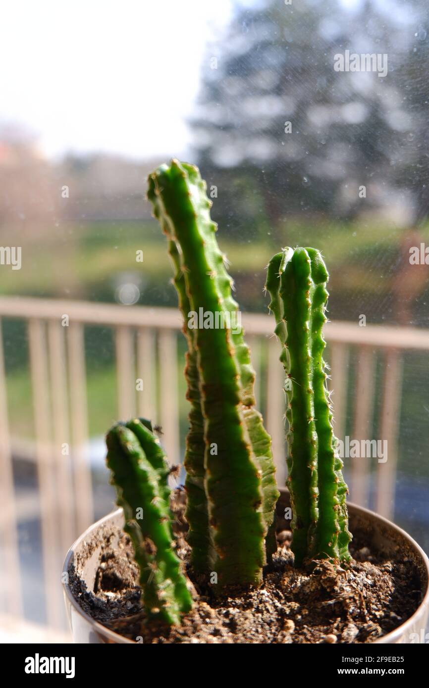 Succulent Cactus Indoor in front of a window with sunlight Stock Photo ...