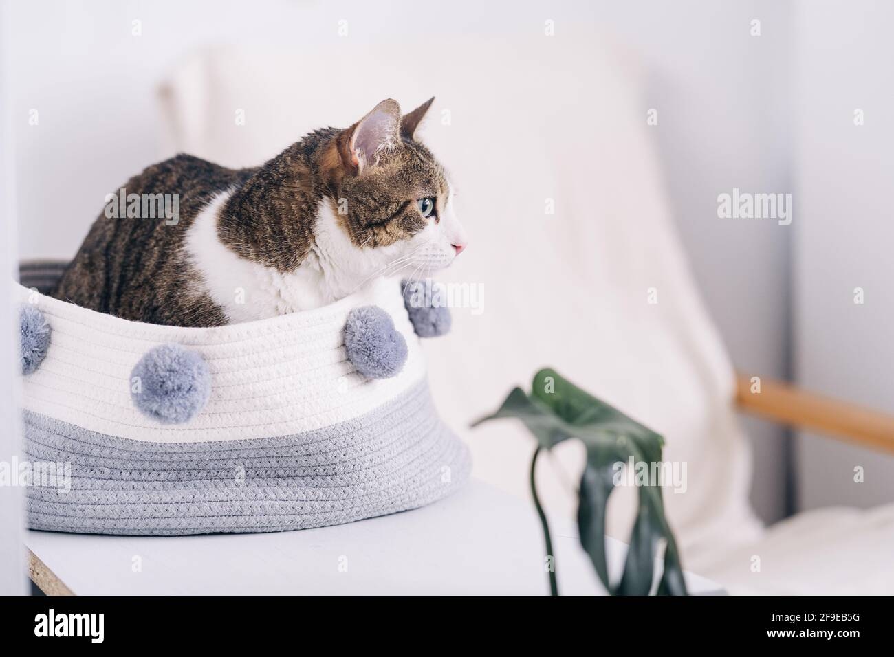 Adorable cat with brown and white fur sitting in soft basket while ...