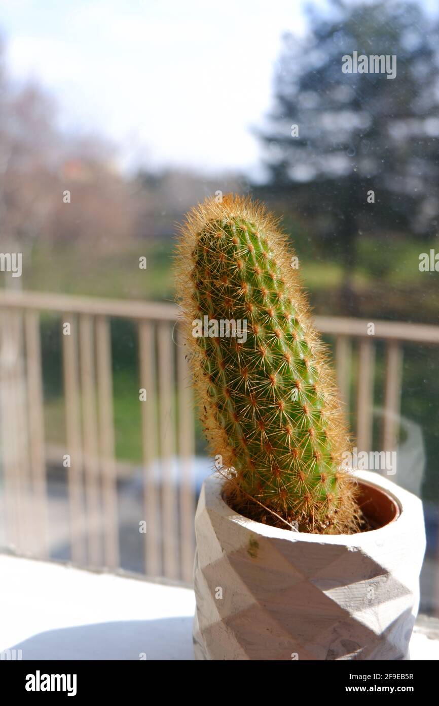 Cactus Indoor in front of a window with sunlight Stock Photo - Alamy