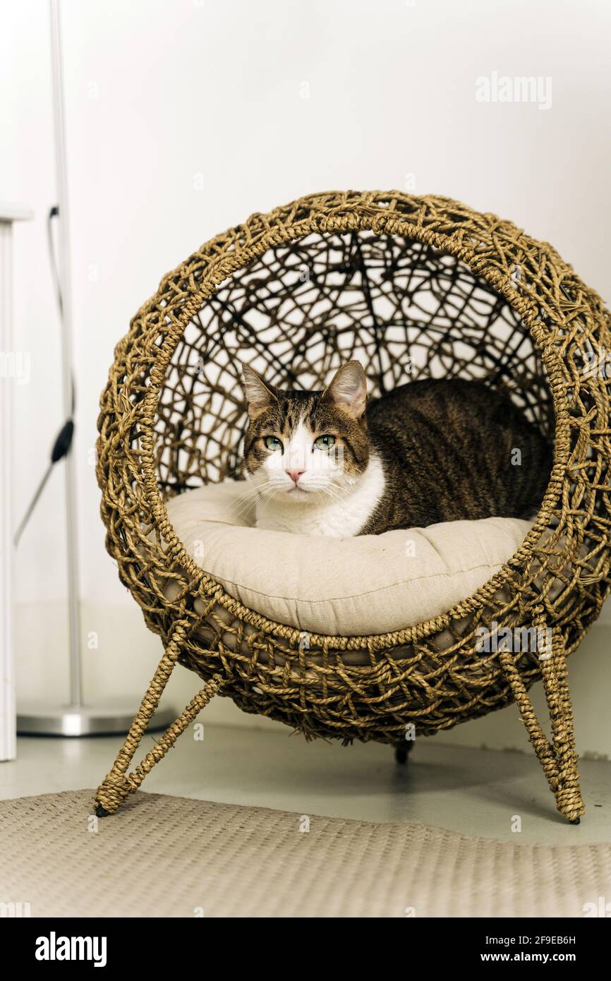 Adorable cat with brown and white fur lying on wicker house while ...