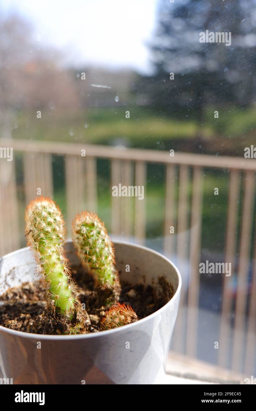 Cactus Indoor in front of a window with sunlight Stock Photo - Alamy