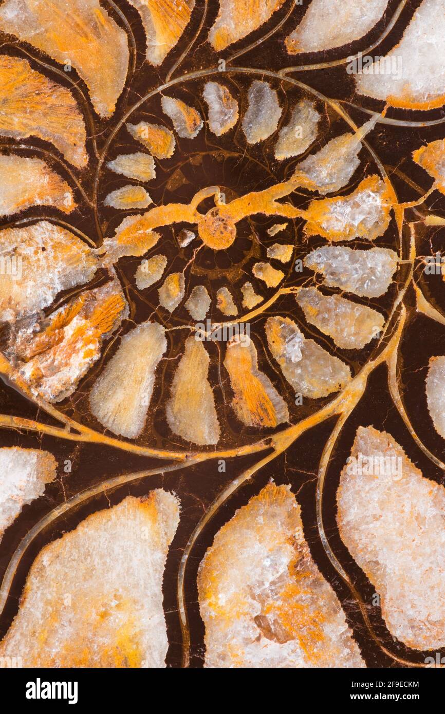 An extinct marine invertebrate Morocco. Existed during the Cretaceous ...