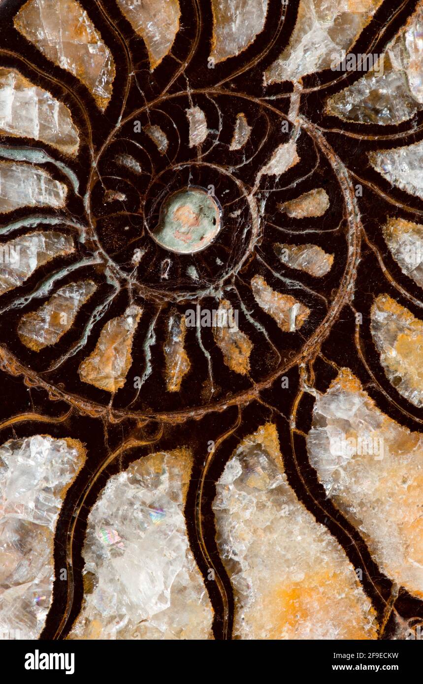 An extinct marine invertebrate Morocco. Existed during the Cretaceous ...