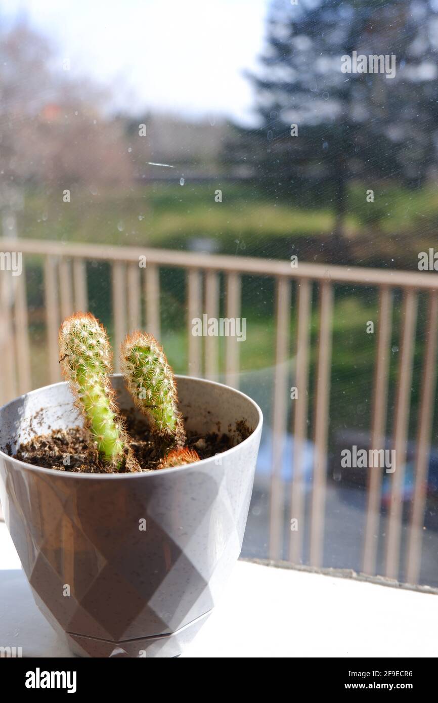 Cactus Indoor in front of a window with sunlight Stock Photo - Alamy