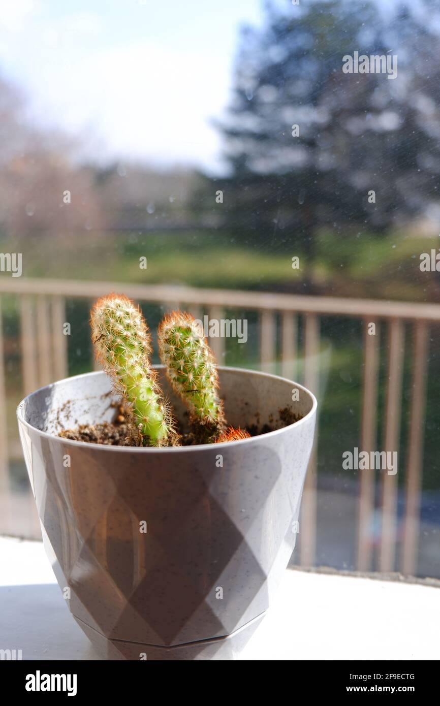 Cactus Indoor in front of a window with sunlight Stock Photo - Alamy
