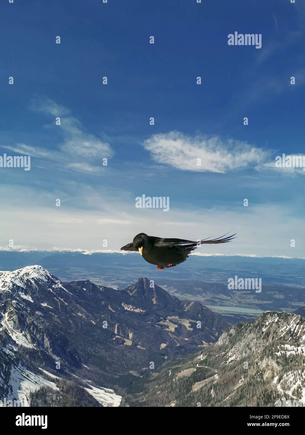 Alpine chough flying hi-res stock photography and images - Alamy