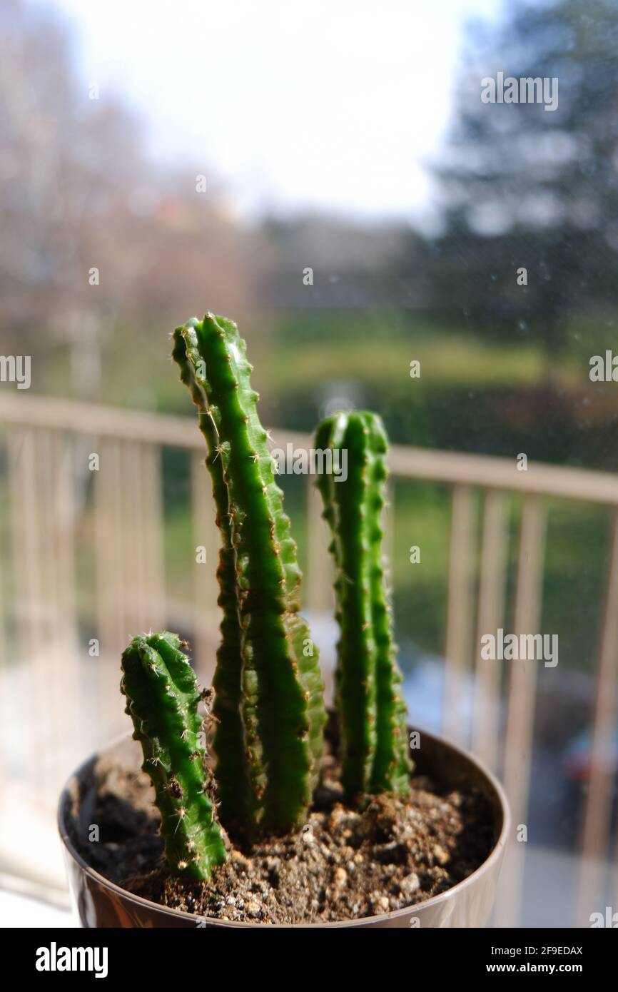 Cactus Indoor in front of a window with sunlight Stock Photo - Alamy
