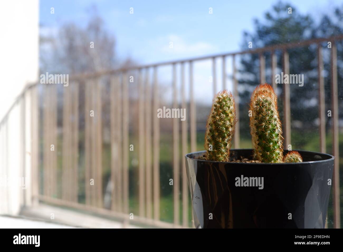 Cactus Indoor in front of a window with sunlight Stock Photo - Alamy