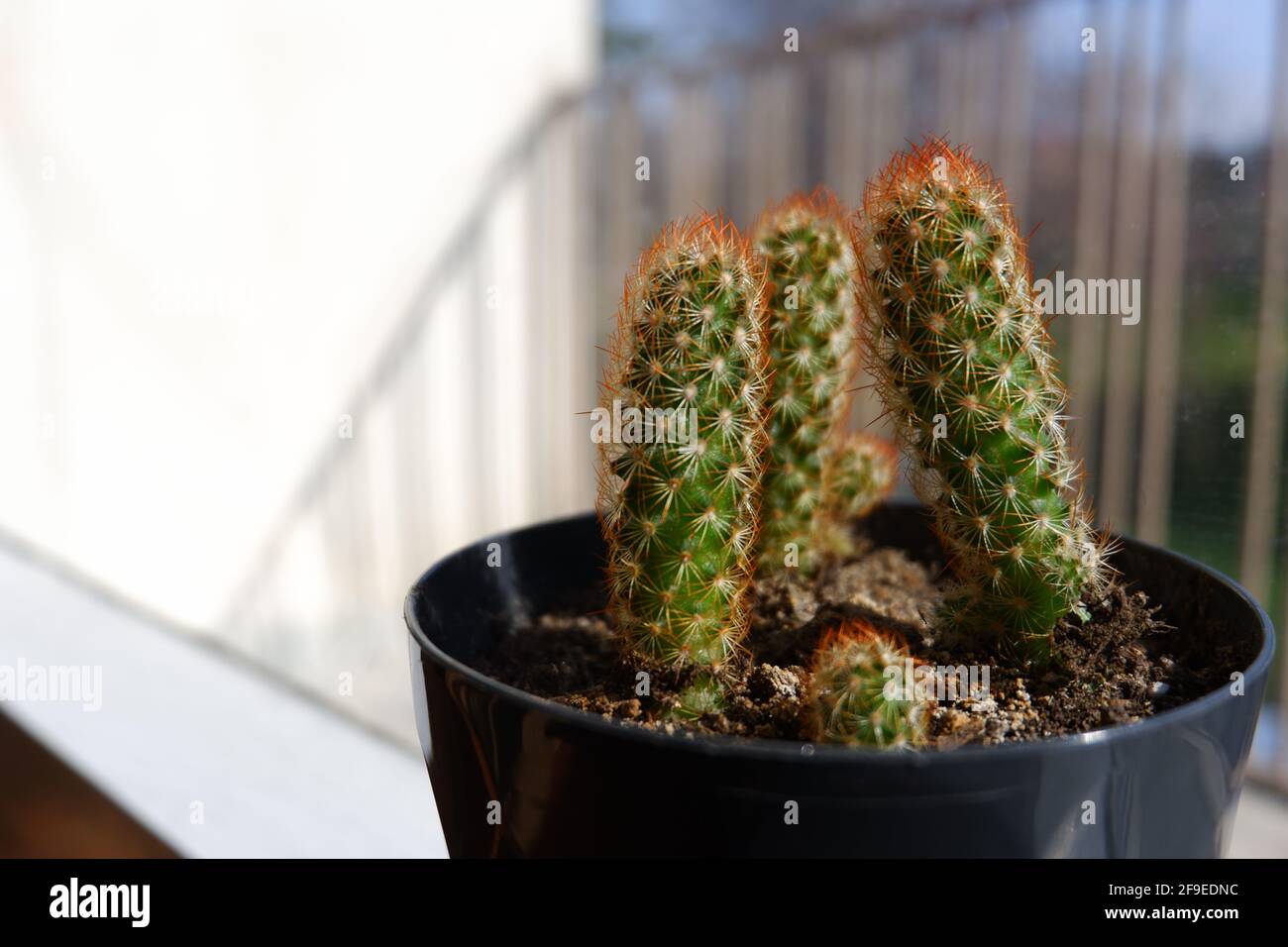 Cactus Indoor in front of a window with sunlight Stock Photo - Alamy
