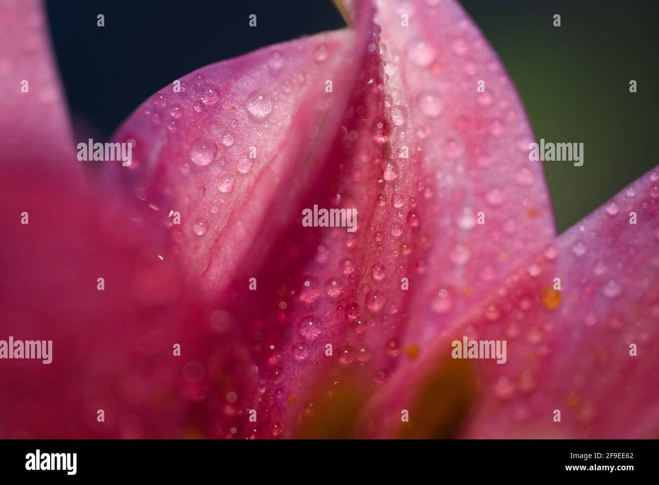 Macro lily hi-res stock photography and images - Alamy