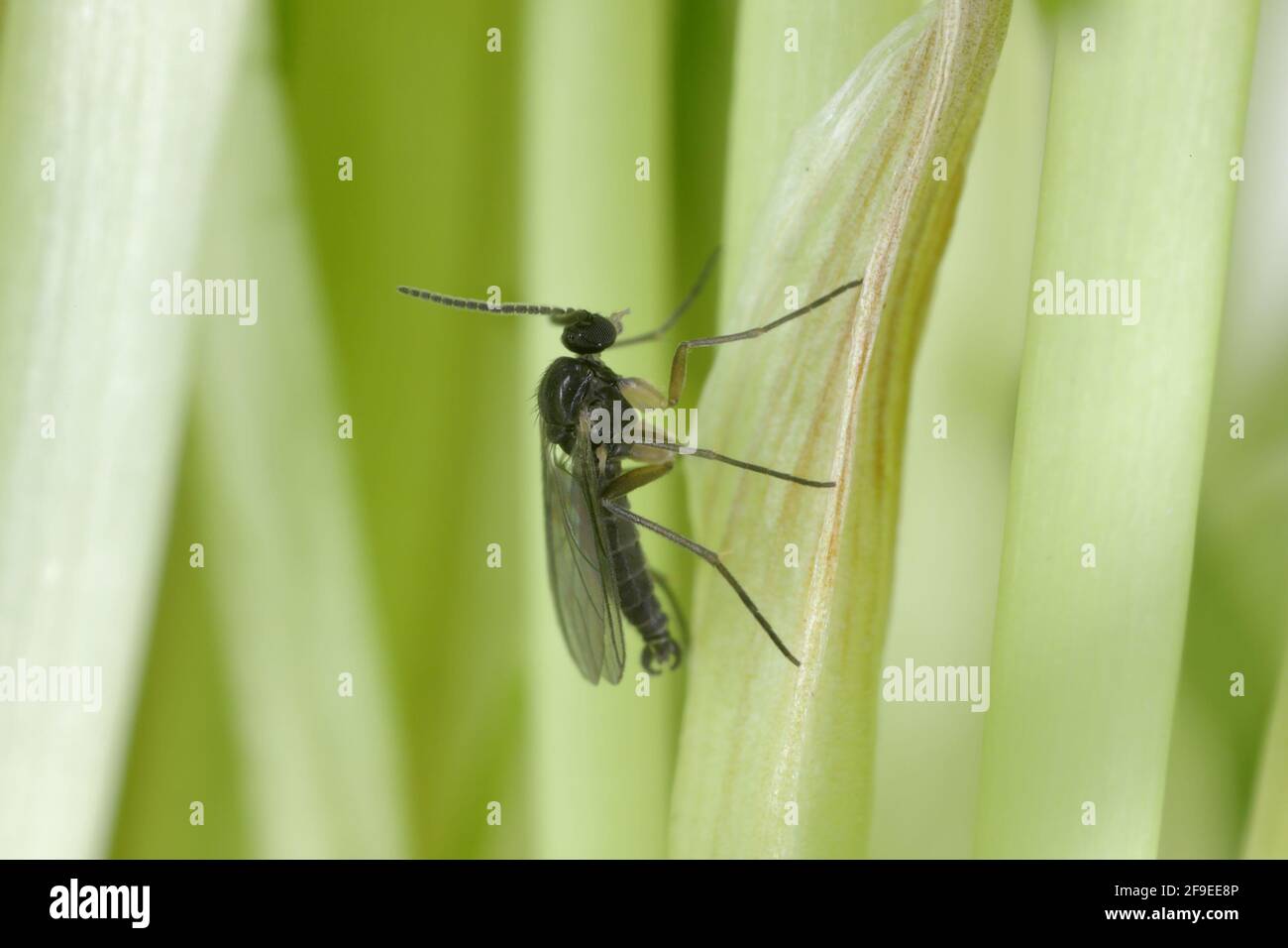 adult of Dark-winged fungus gnat, Sciaridae on the soil. These are ...