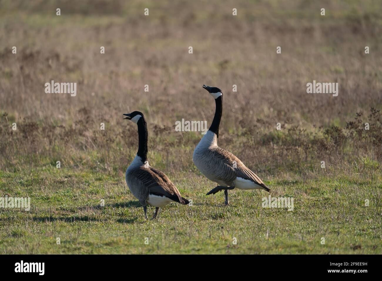 Grey goose in flight hi-res stock photography and images - Alamy