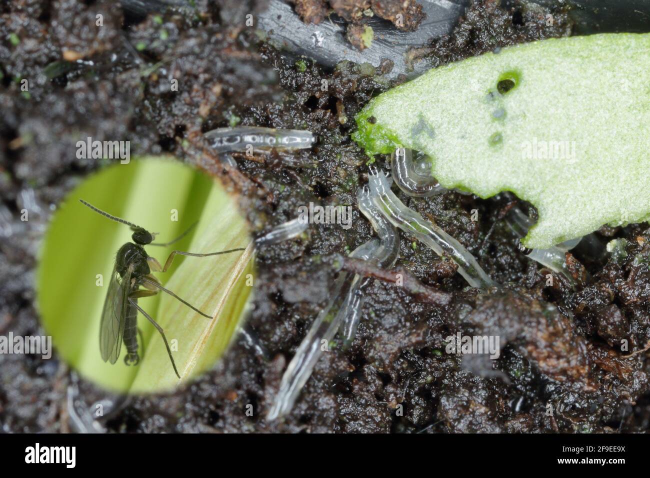 Larva and adult of Dark-winged fungus gnat, Sciaridae on the soil ...