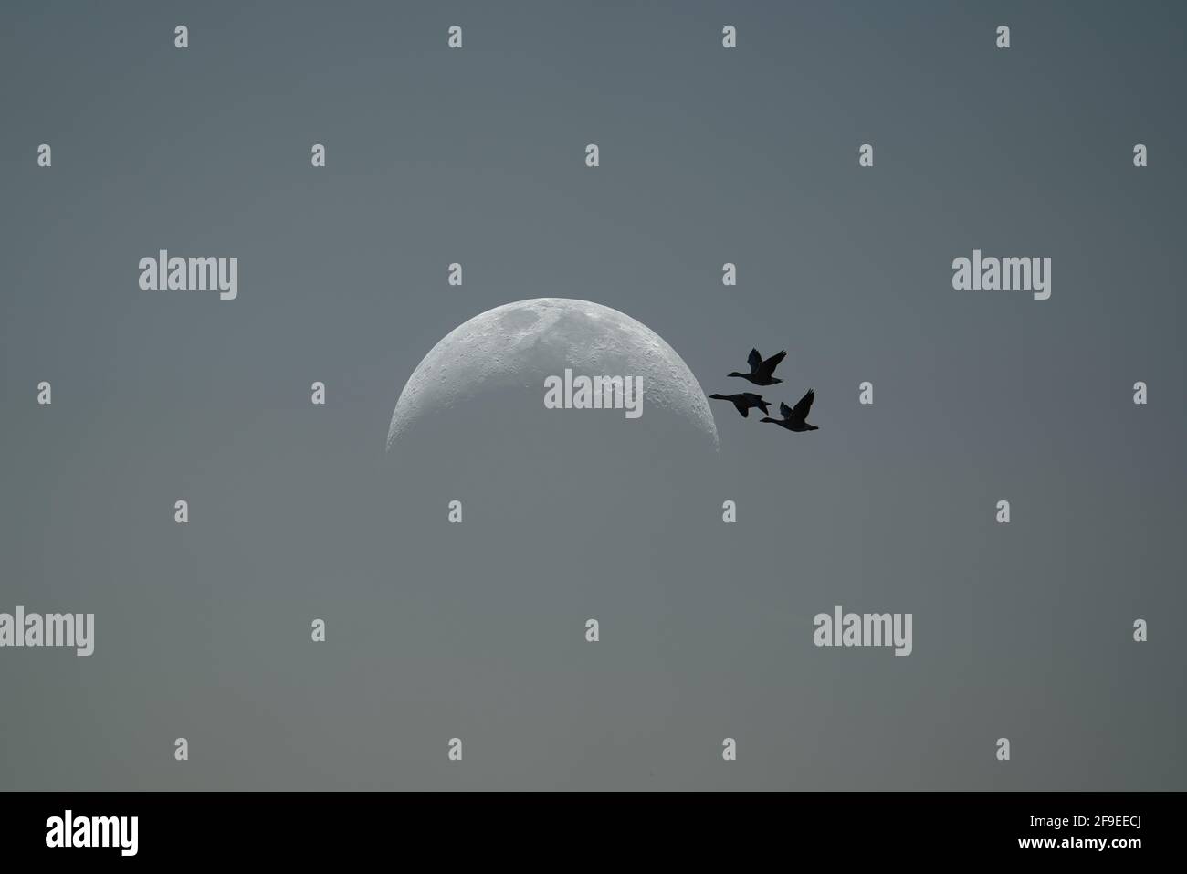 Flying birds vector hi-res stock photography and images - Alamy