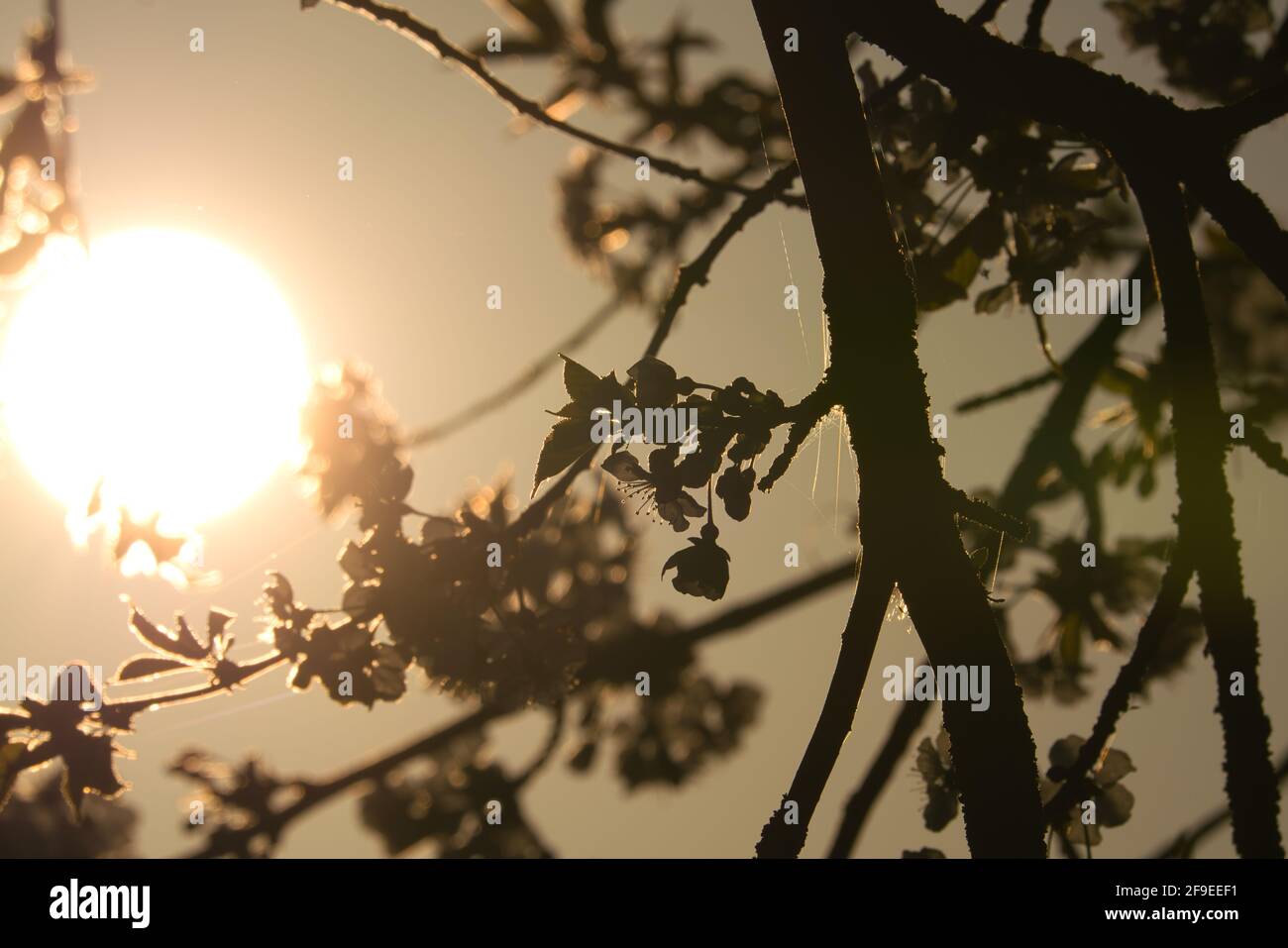 cherry blossoms of a cherry tree in the backlight of the morning sun in ...