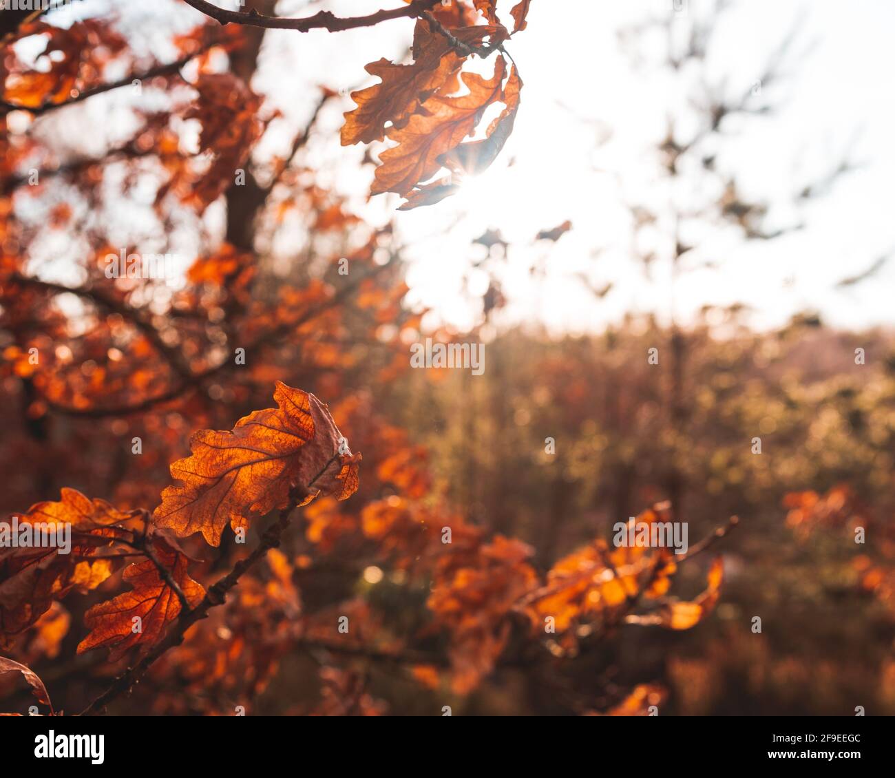 Beautiful Autumn fall leaves in the woods Stock Photo - Alamy