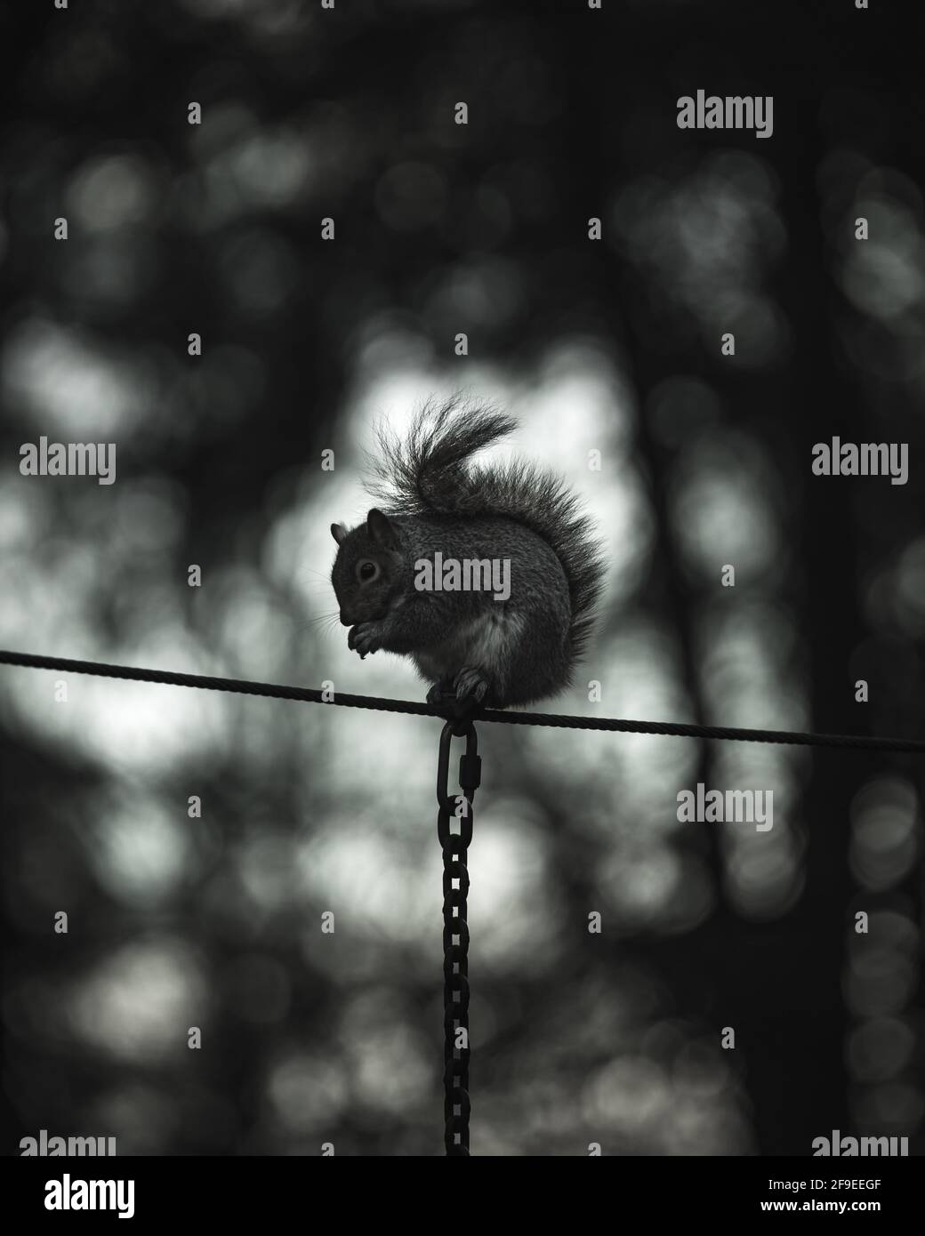 Squirrel on wire hi-res stock photography and images - Alamy