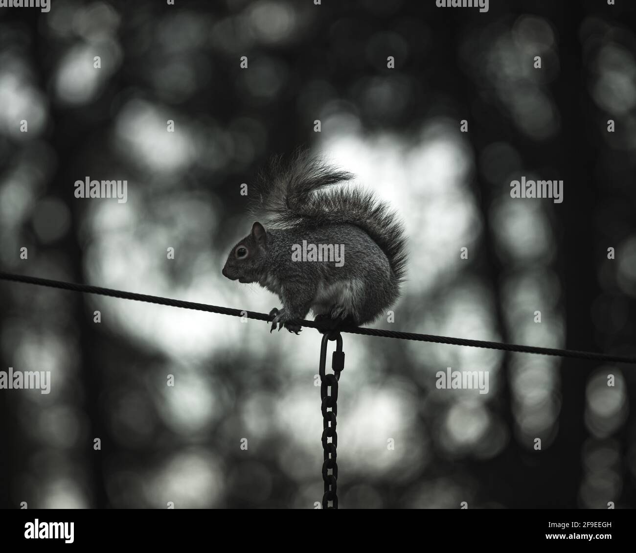 Squirrel on wire hi-res stock photography and images - Alamy