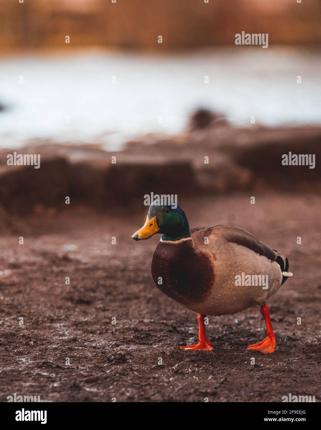 Black around beak hi-res stock photography and images - Alamy