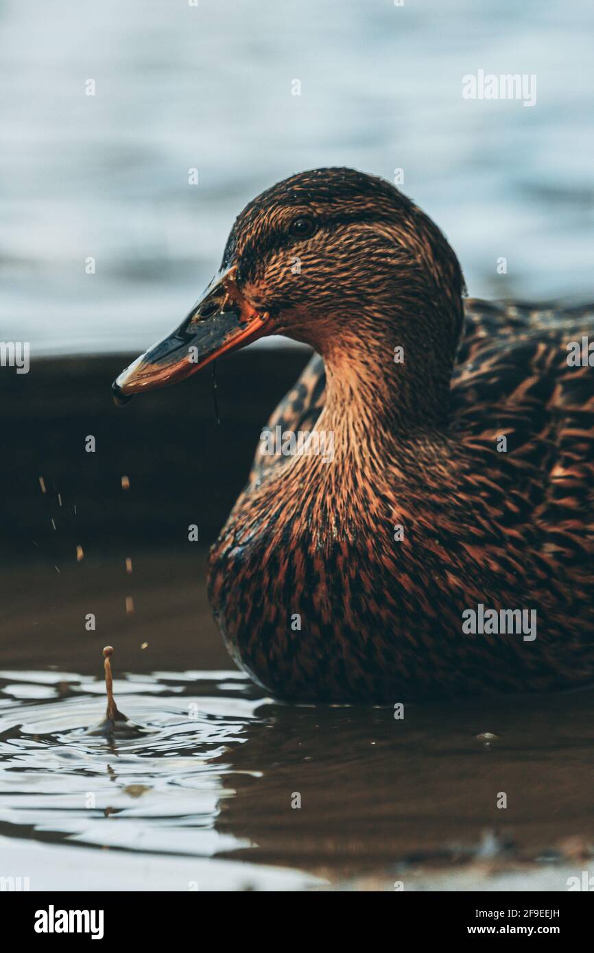 Falling duck hi-res stock photography and images - Alamy