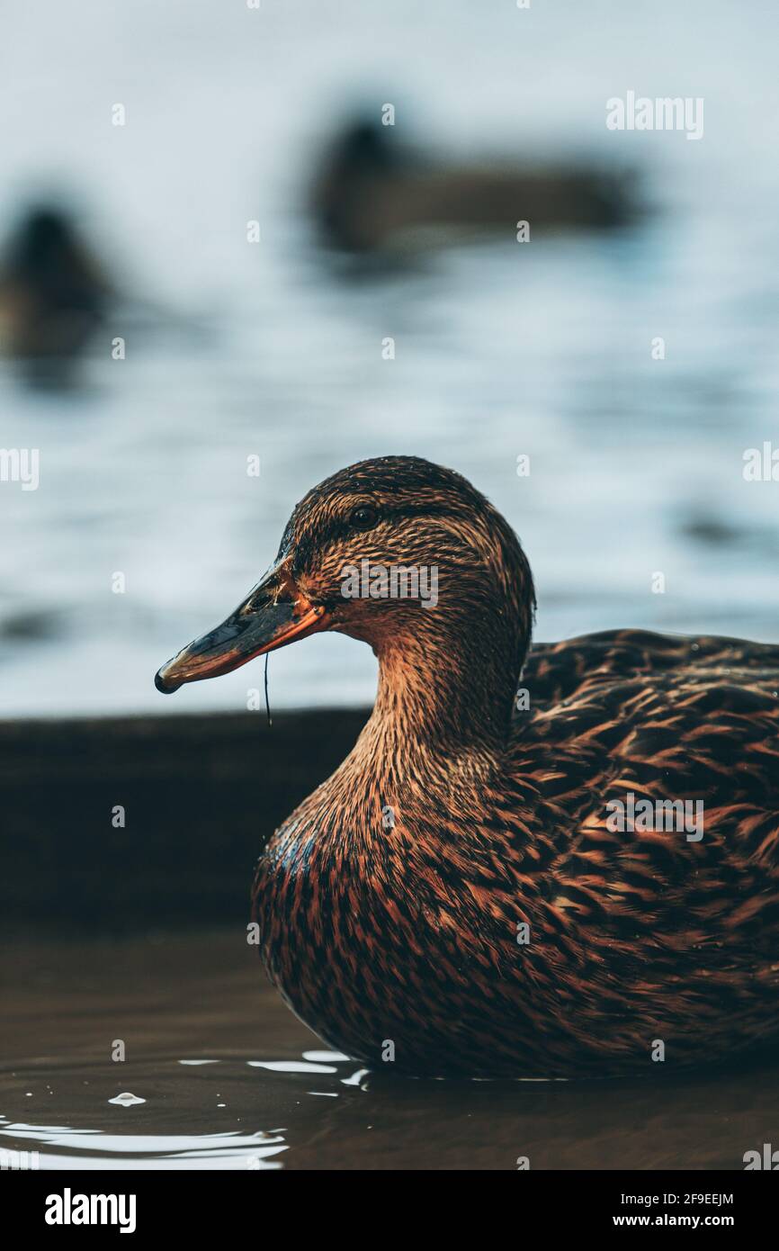 Portrait of a duck in the water with droplets of water falling down ...